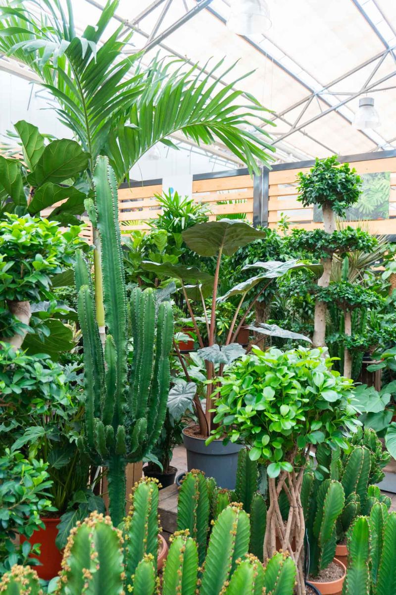 Ontdek de groene oase van allerlei soorten kamerplanten - Intratuin Duiven