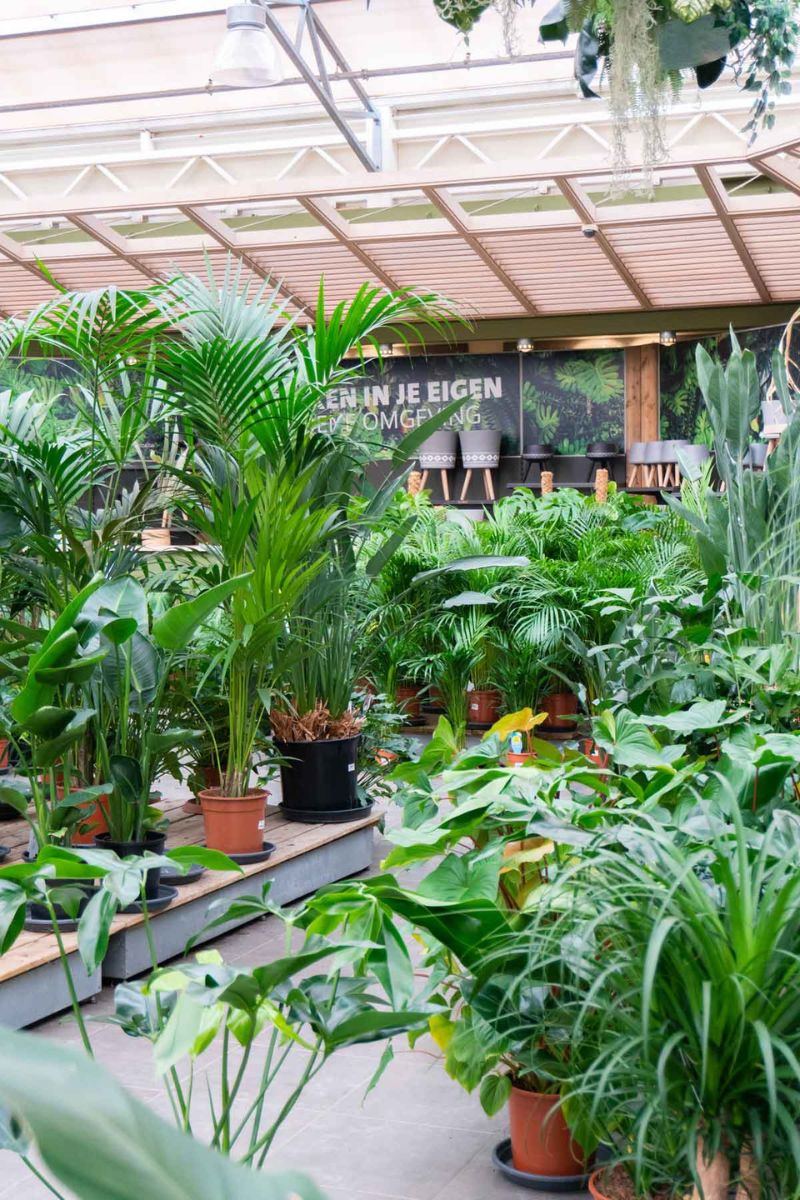 Ontdek de groene oase van allerlei soorten kamerplanten - Intratuin Duiven
